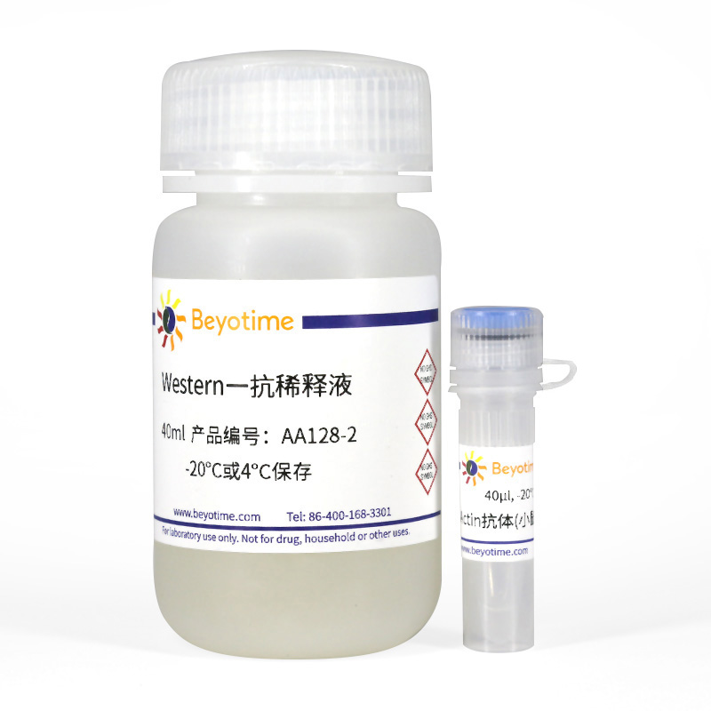 碧云天 Actin抗体(小鼠单抗)(AA128)_常规试剂、生化试剂_i实验室(iallab.com)