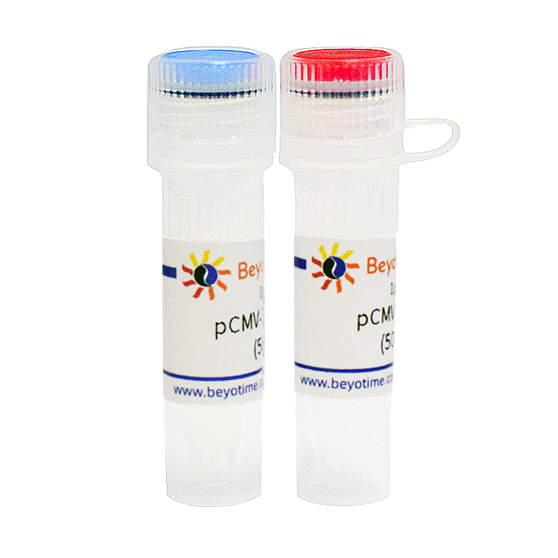 碧云天 Flag Myc Co-IP阳性对照质粒对(D3041M)_常规试剂、生化试剂_i实验室(iallab.com)